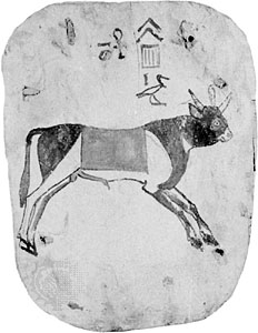 I MISTERI DEL TORO API : parte seconda : Ecoantropologia