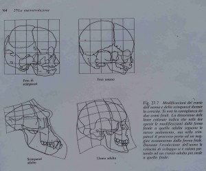 Il ruolo della Neotenia umana nella variabilità genetica e culturale ...
